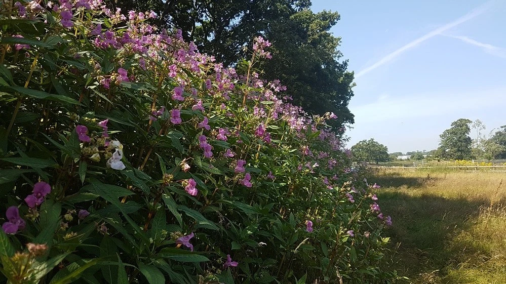Deploying a natural enemy for one of the UK’s most invasive weeds ...
