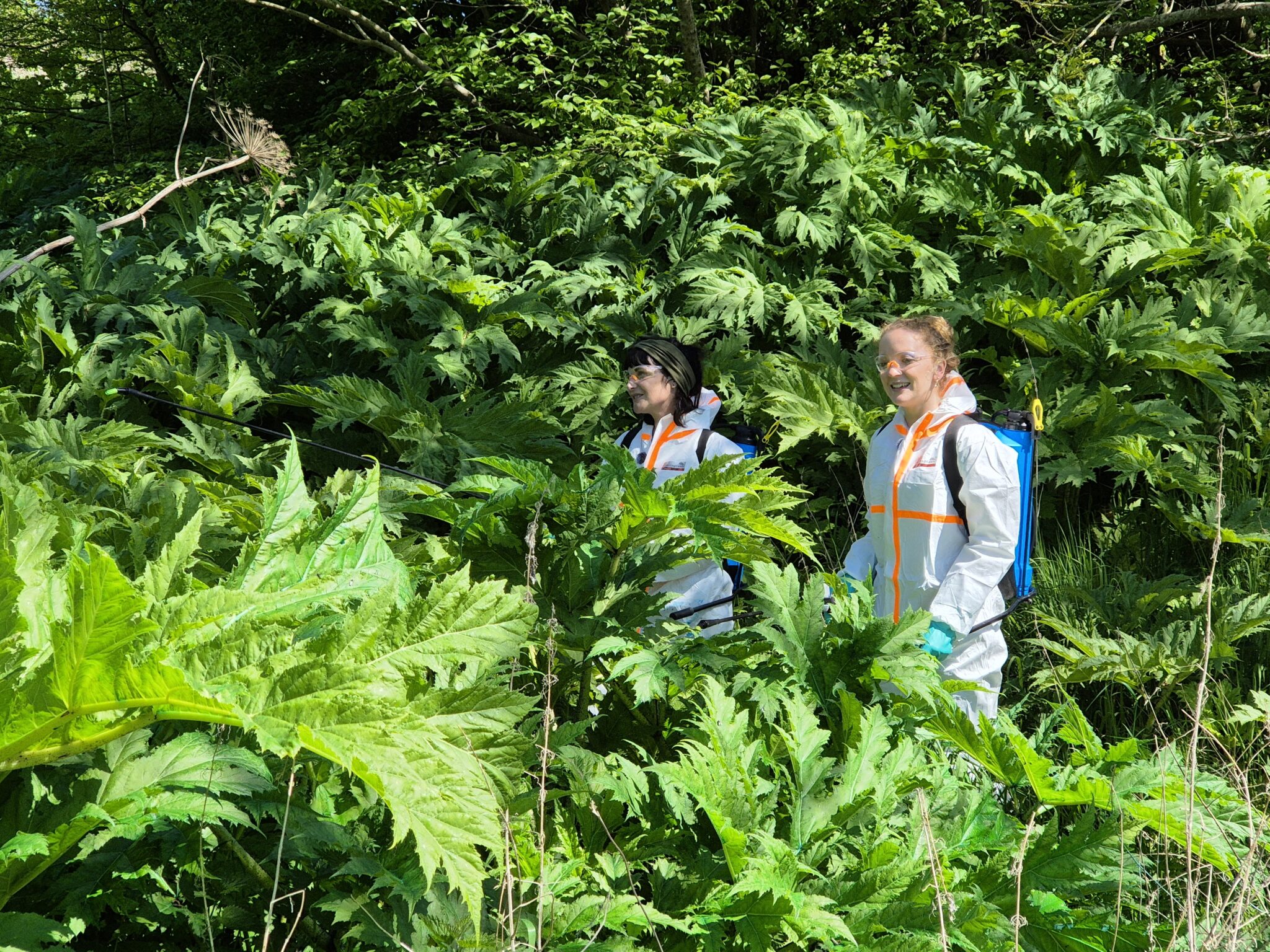 Scottish Invasive Species Initiative features on Landward | Scottish ...