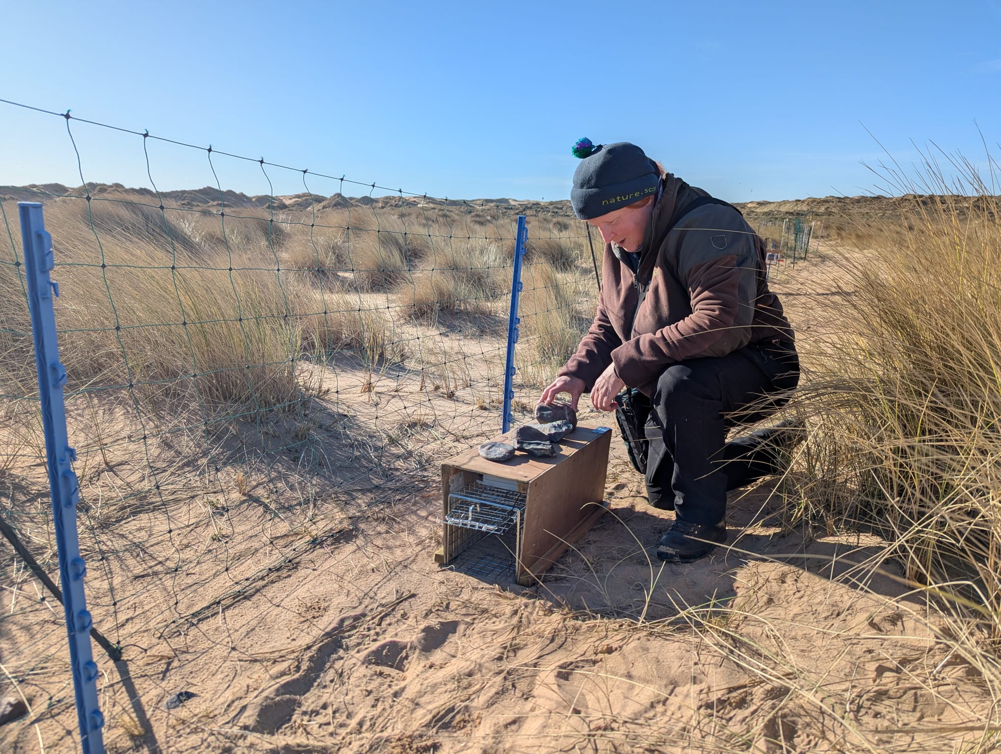 American mink trap deployed at Forvie NNR | Scottish Invasive Species ...