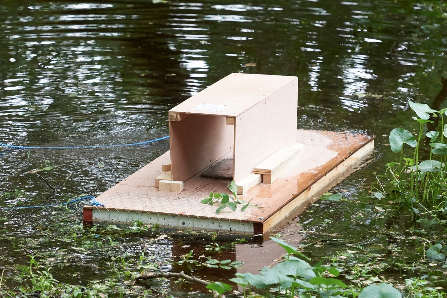 Mink control project | Scottish Invasive Species Initiative (SISI)