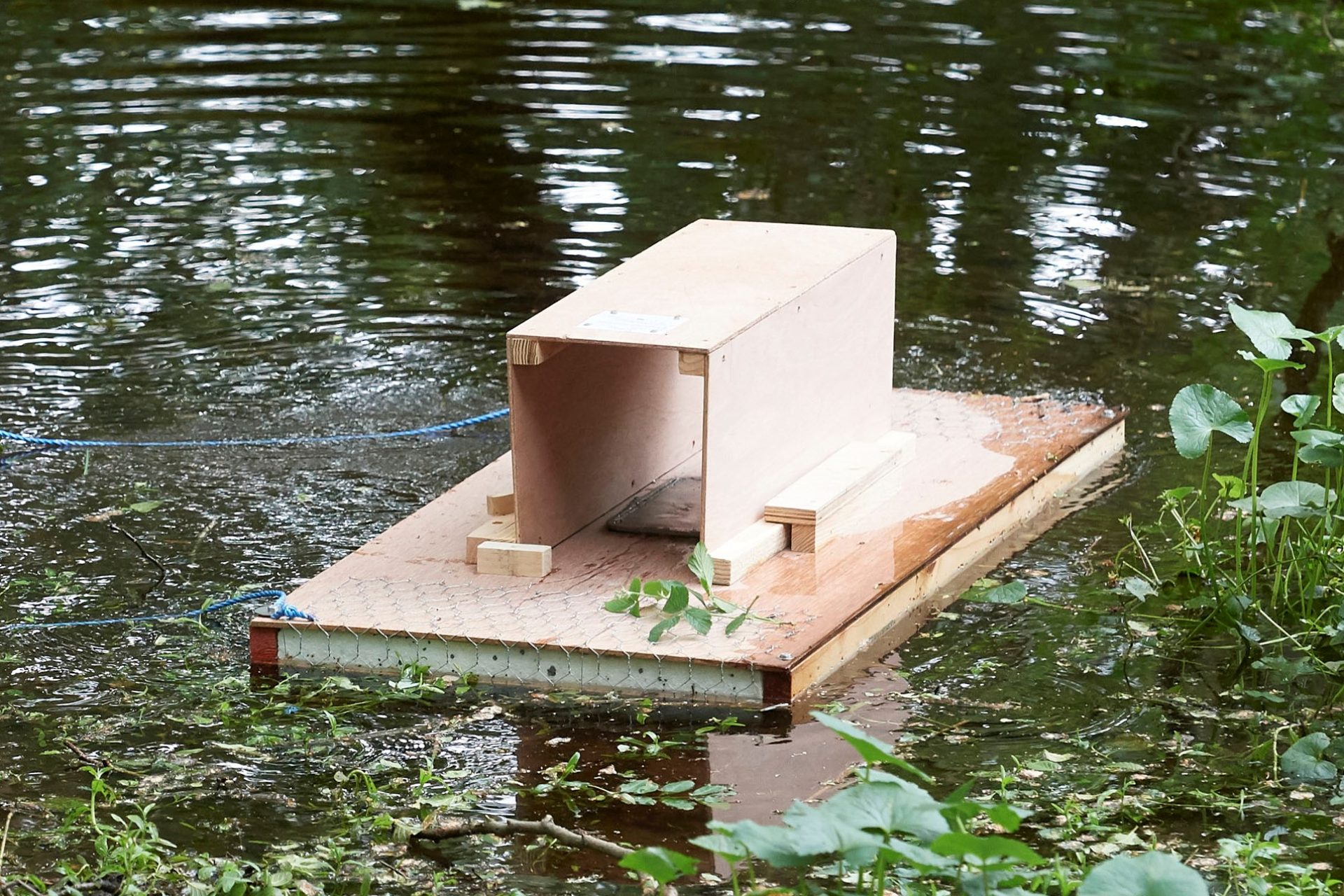 About American mink | Scottish Invasive Species Initiative (SISI)