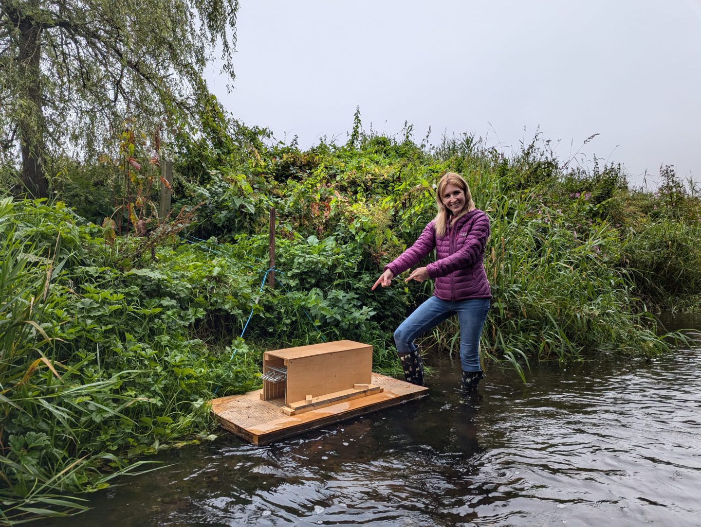 American mink | Scottish Invasive Species Initiative (SISI)