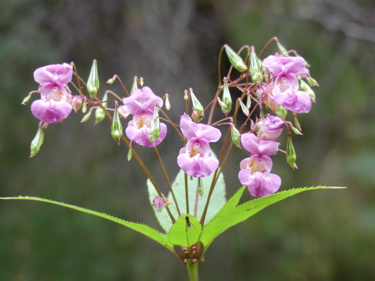 Himalayan balsam | Scottish Invasive Species Initiative (SISI)