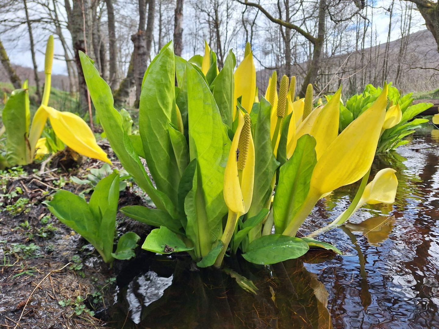 American skunk cabbage | Scottish Invasive Species Initiative (SISI)