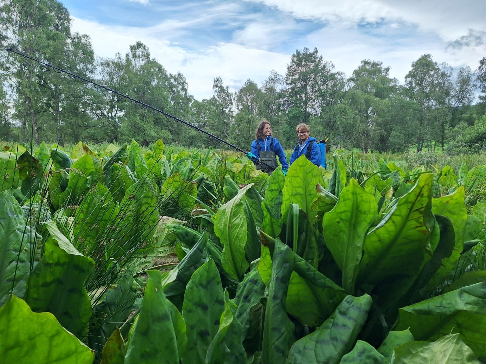 American skunk cabbage | Scottish Invasive Species Initiative (SISI)
