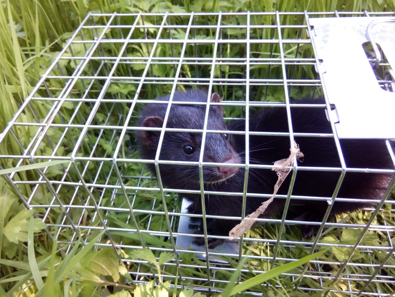 About American mink | Scottish Invasive Species Initiative (SISI)