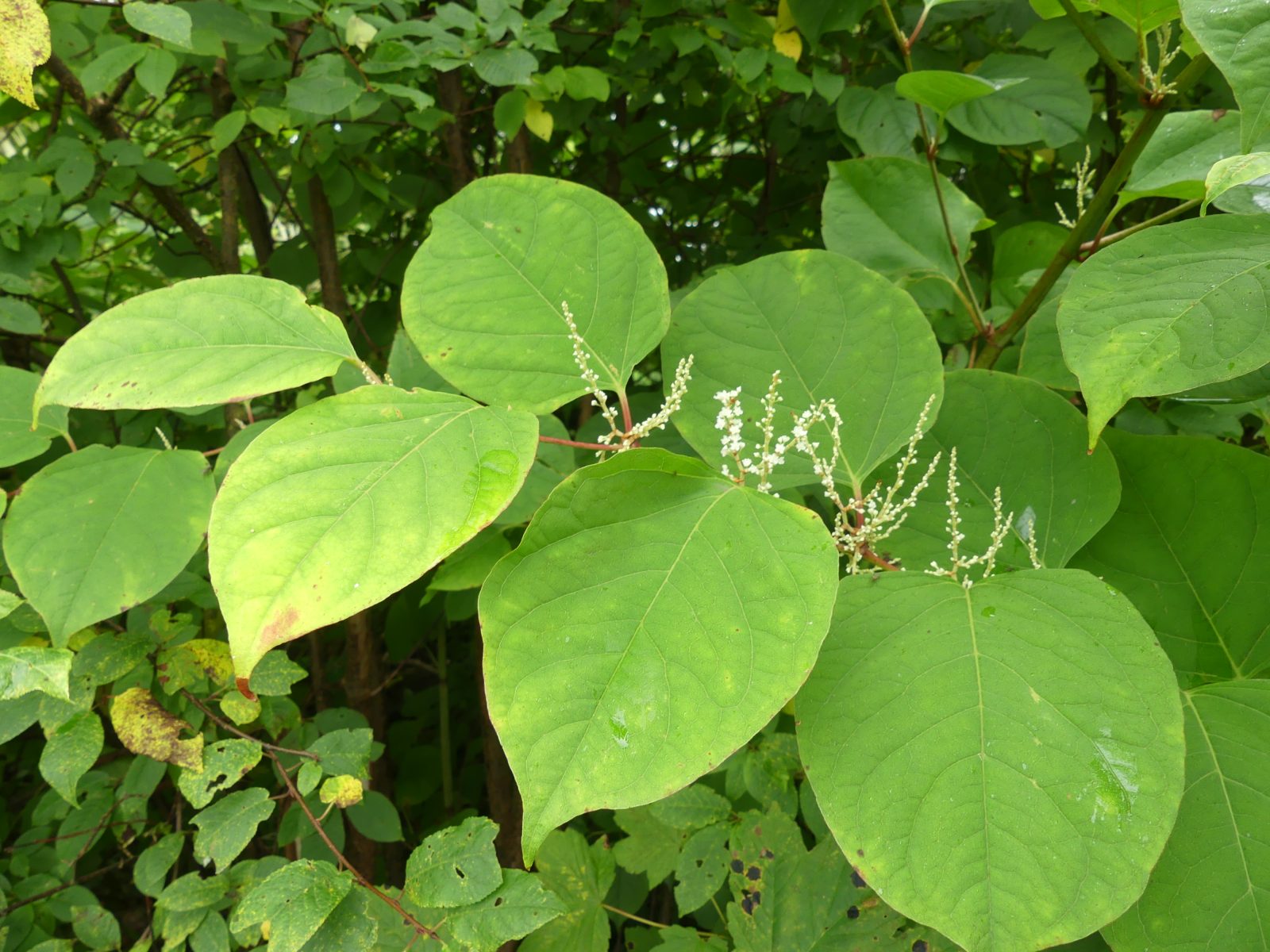 japanese-knotweed-scottish-invasive-species-initiative-sisi