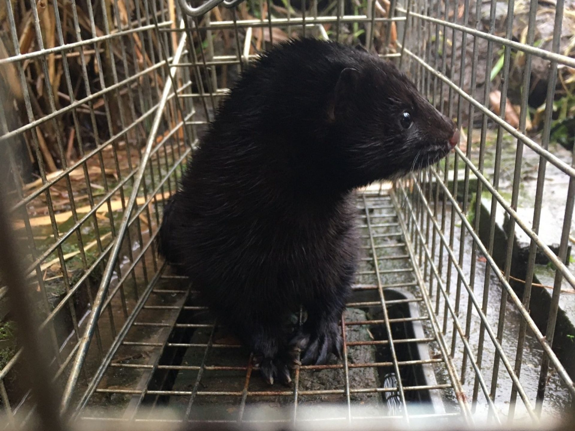 Mink control project | Scottish Invasive Species Initiative (SISI)