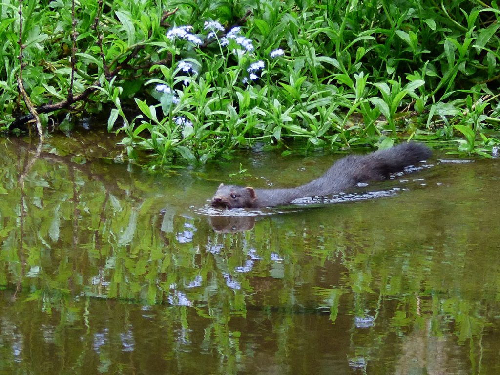About American mink | Scottish Invasive Species Initiative (SISI)