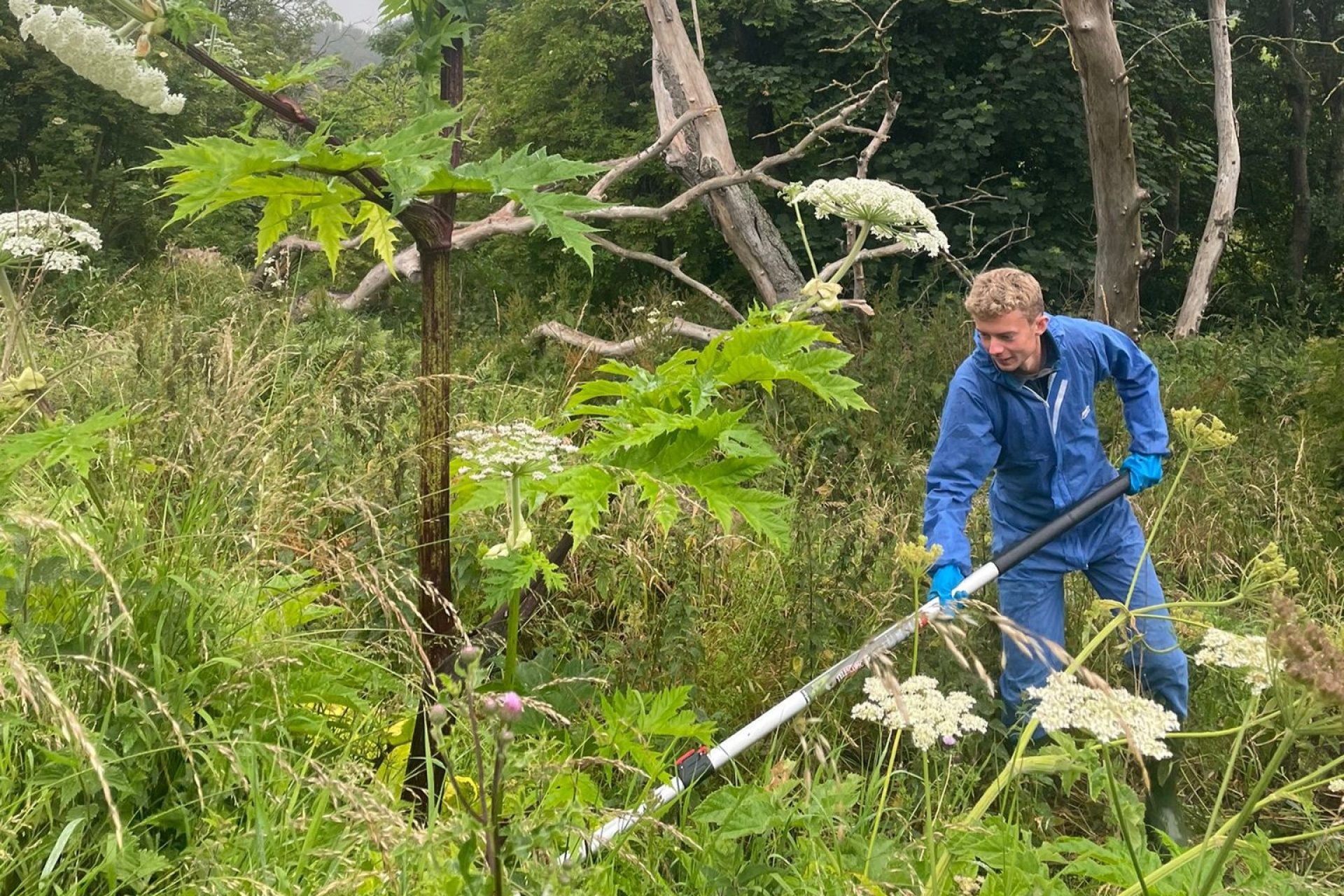 Giant hogweed | Scottish Invasive Species Initiative (SISI)