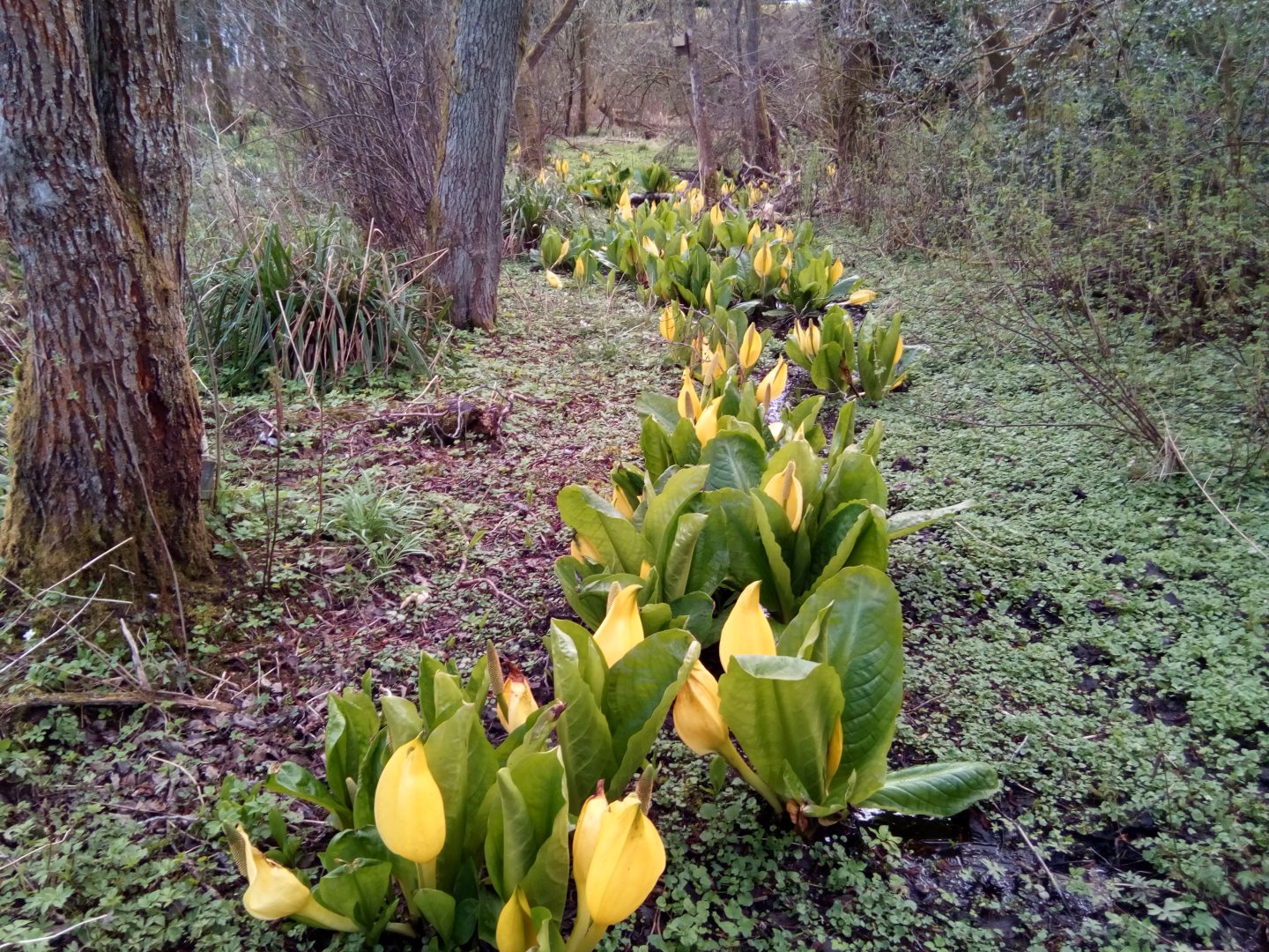American skunk cabbage | Scottish Invasive Species Initiative (SISI)