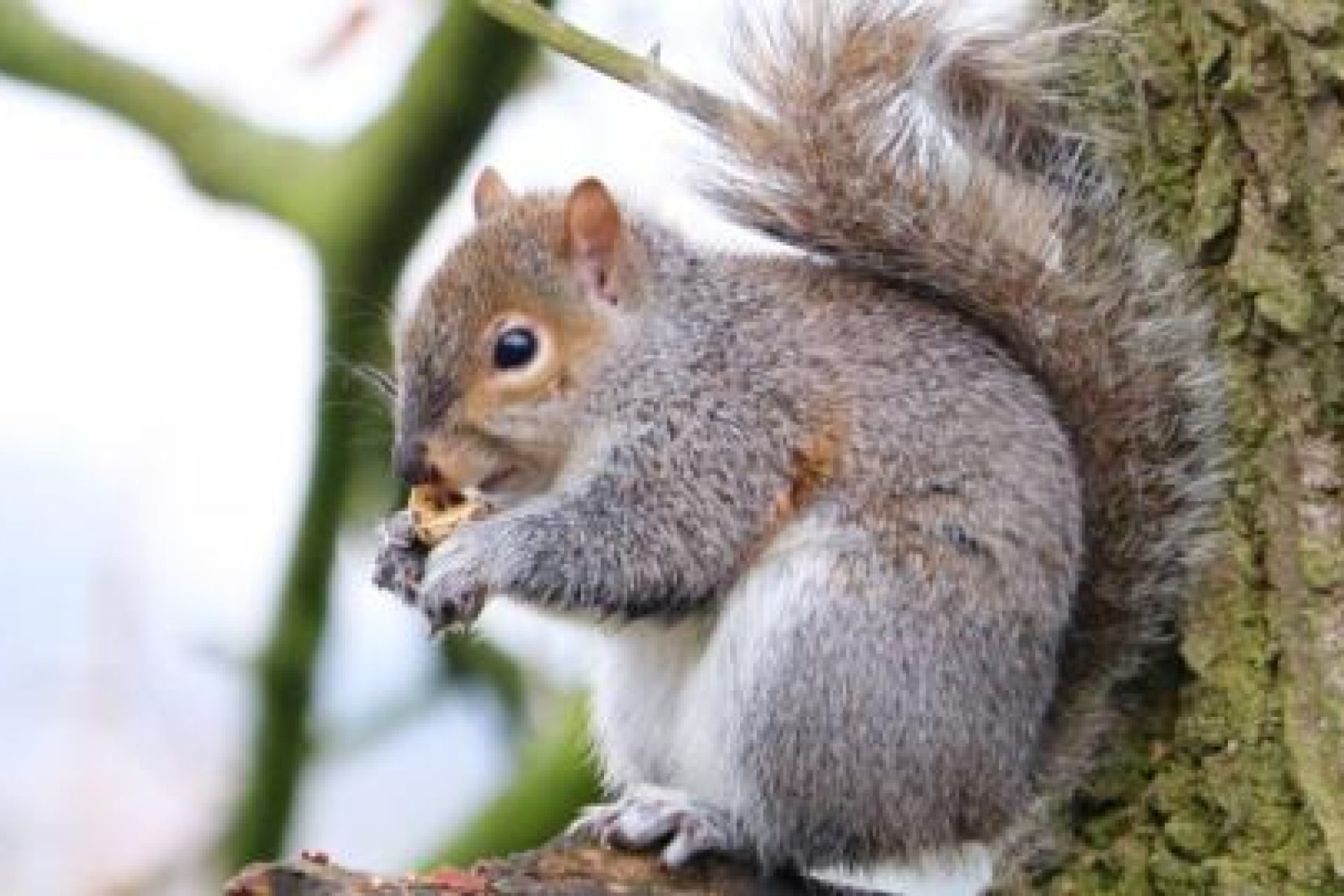Alien detectives | Scottish Invasive Species Initiative (SISI)