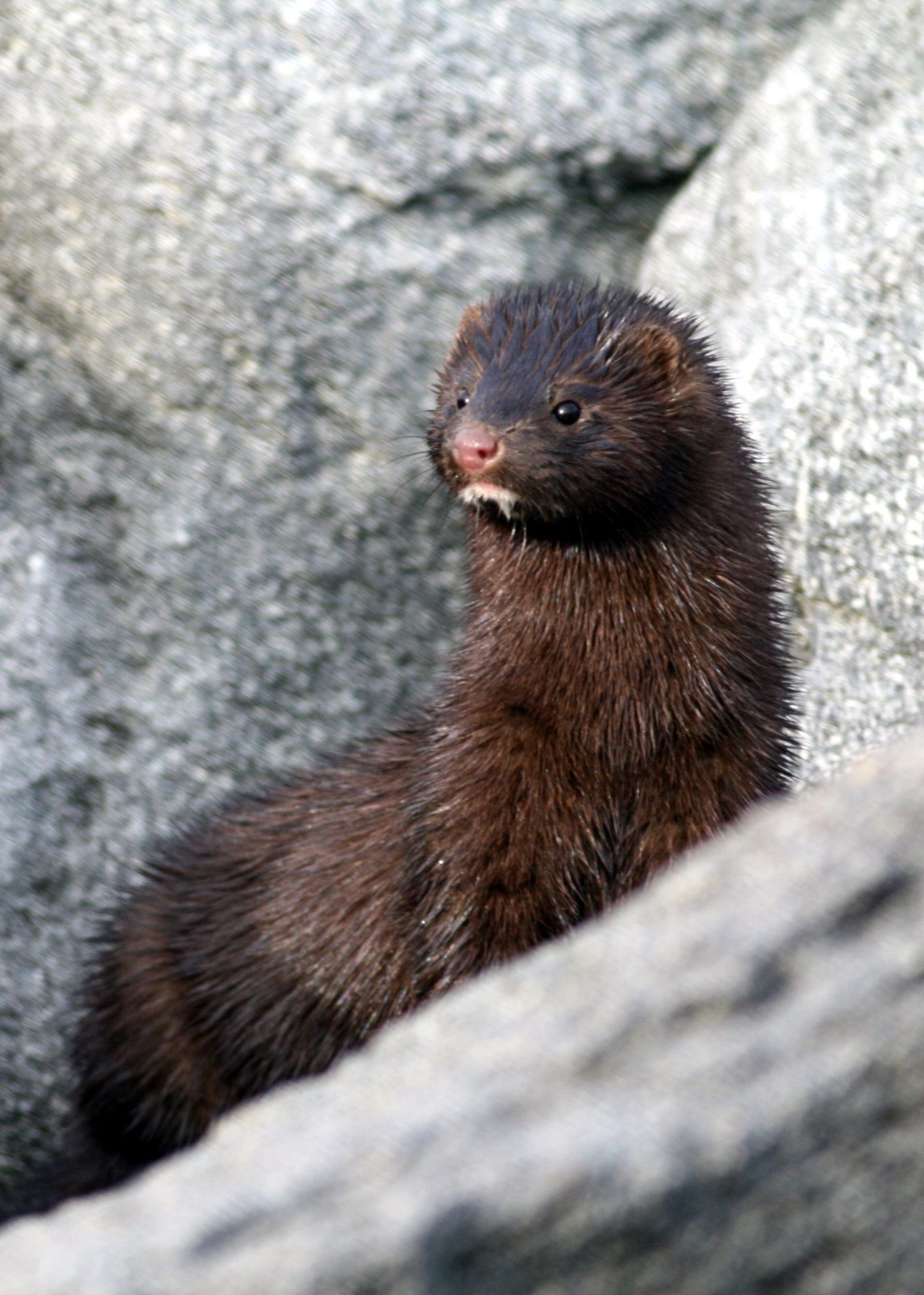 About American mink | Scottish Invasive Species Initiative (SISI)