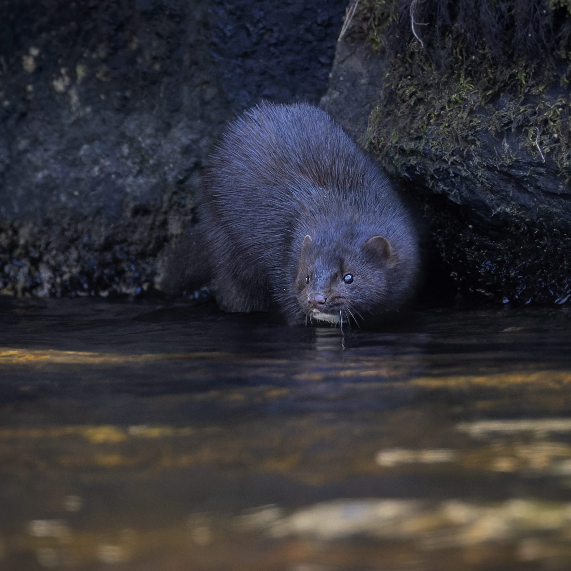 American mink | Scottish Invasive Species Initiative (SISI)