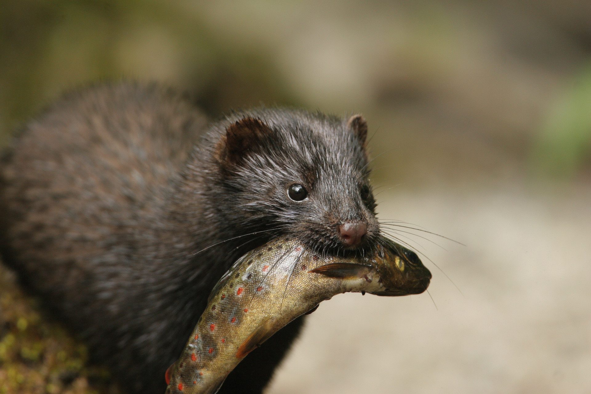 About American mink | Scottish Invasive Species Initiative (SISI)
