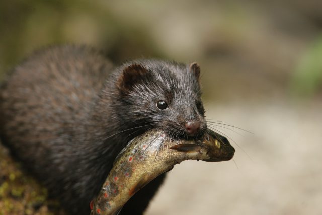 About American mink | Scottish Invasive Species Initiative (SISI)