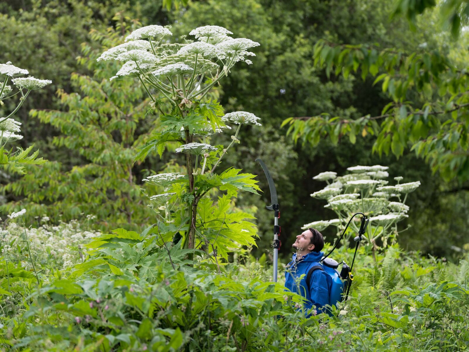 Giant hogweed | Scottish Invasive Species Initiative (SISI)